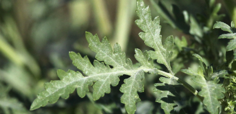 10 most common weeds with thorns - InsightWeeds