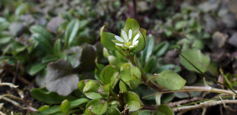 20 Common Weeds in Alabama and Ways To Get Rid of Them - InsightWeeds