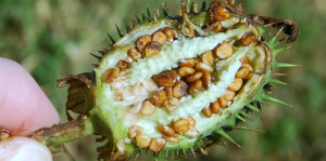 10 most common weeds with thorns - InsightWeeds