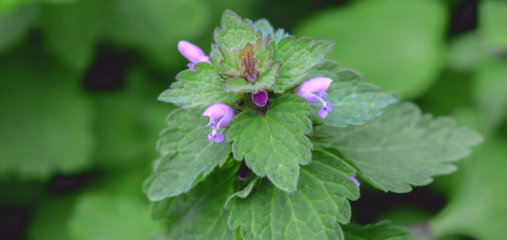 7 common weeds with pink flowers - InsightWeeds