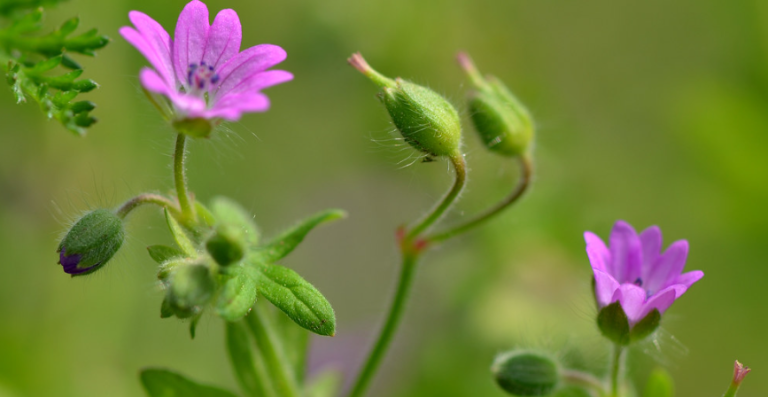 7 common weeds with pink flowers - InsightWeeds