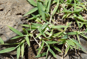 20 Most Common Weeds in Texas - InsightWeeds