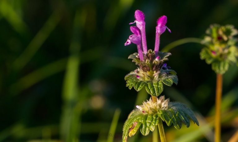 How to get rid of henbit - InsightWeeds