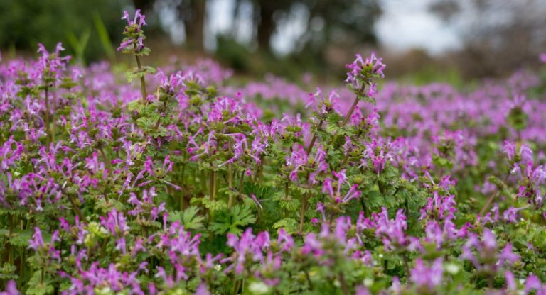 How to get rid of henbit - InsightWeeds