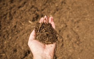 Different Ways to Get Rid of Ground Elder - InsightWeeds