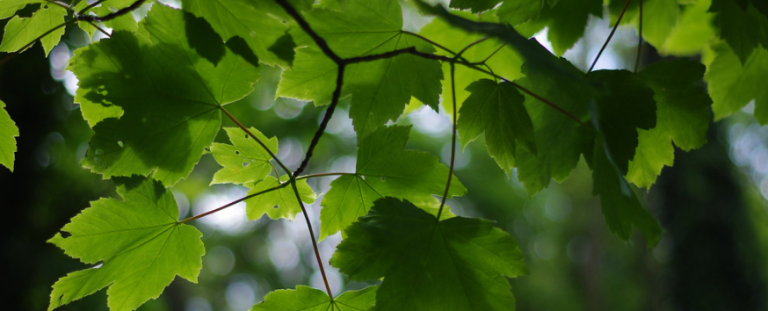 10 weeds that look like small trees - InsightWeeds