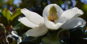 10 weeds that look like small trees - InsightWeeds